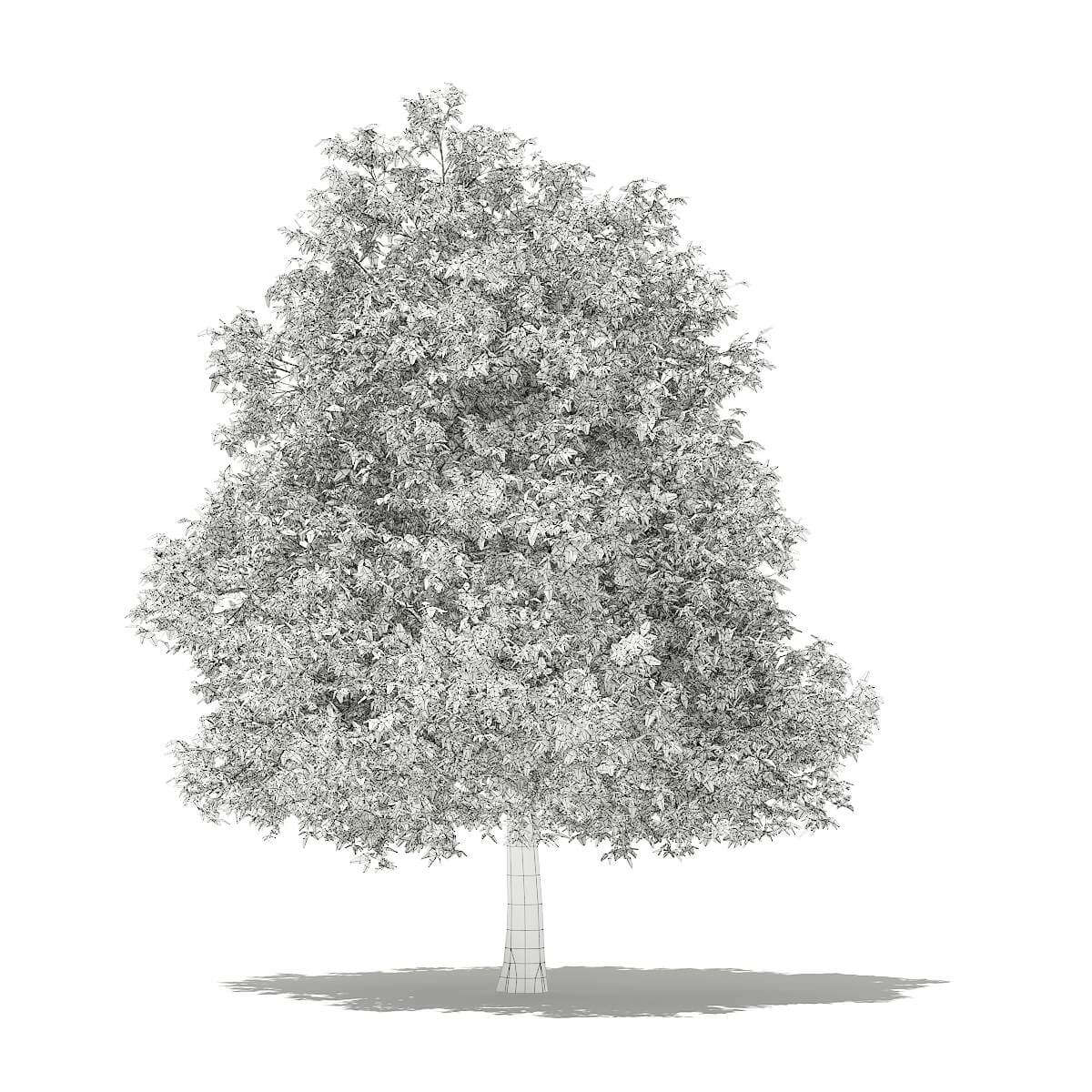 Avocado Tree 5.6m - 3D Model by cgaxis