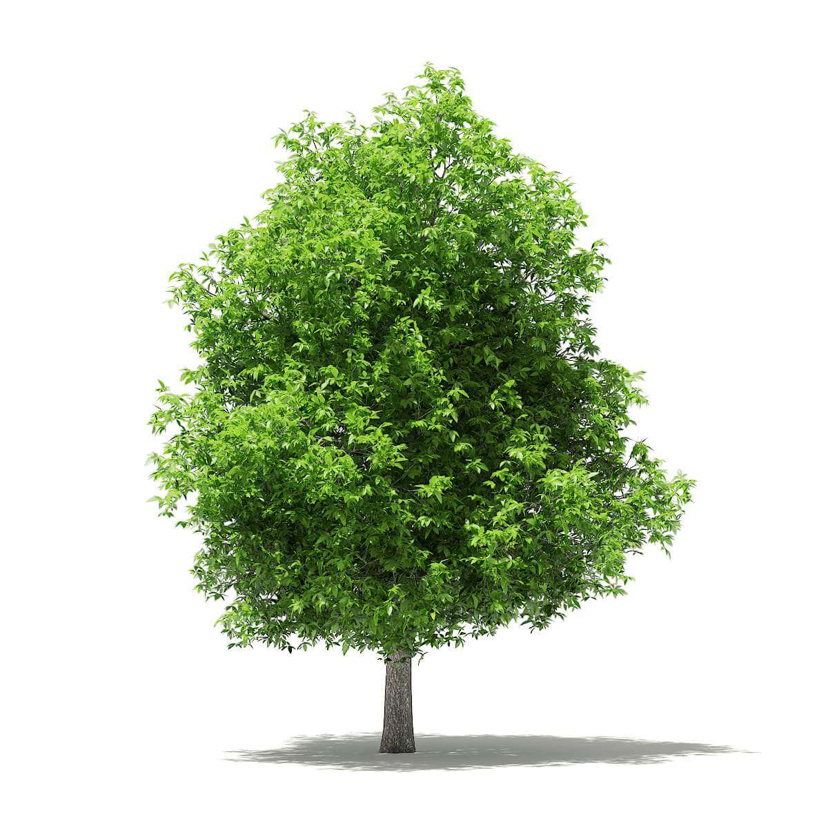 Avocado Tree 5.6m - 3D Model by cgaxis