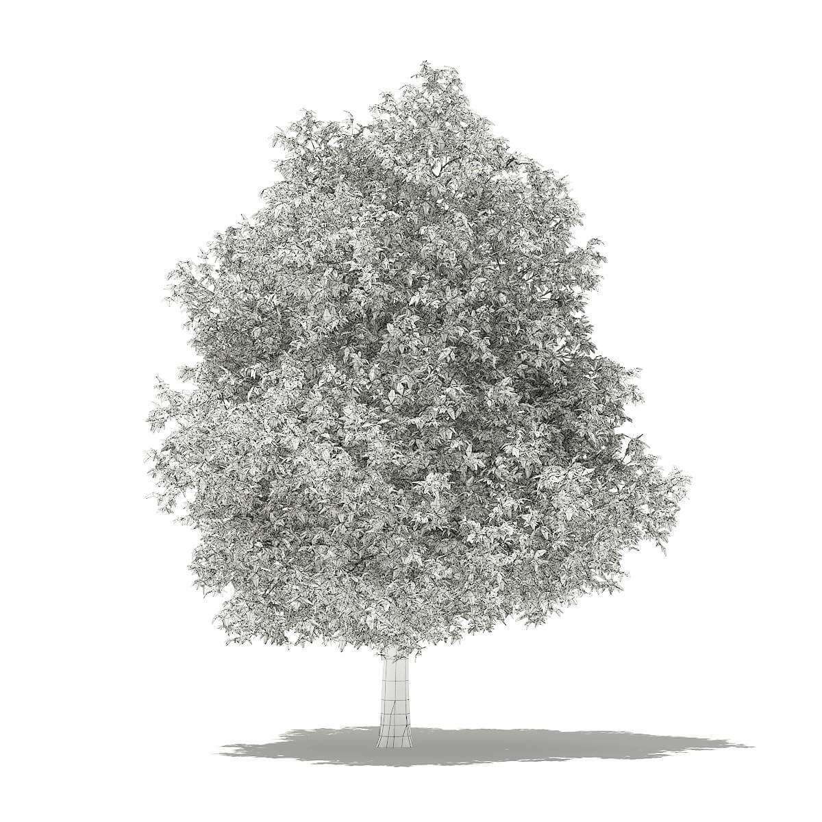 Avocado Tree 5.6m - 3D Model by cgaxis