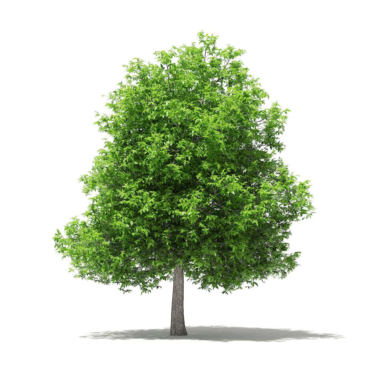 Avocado Tree 5.6m - 3D Model by cgaxis