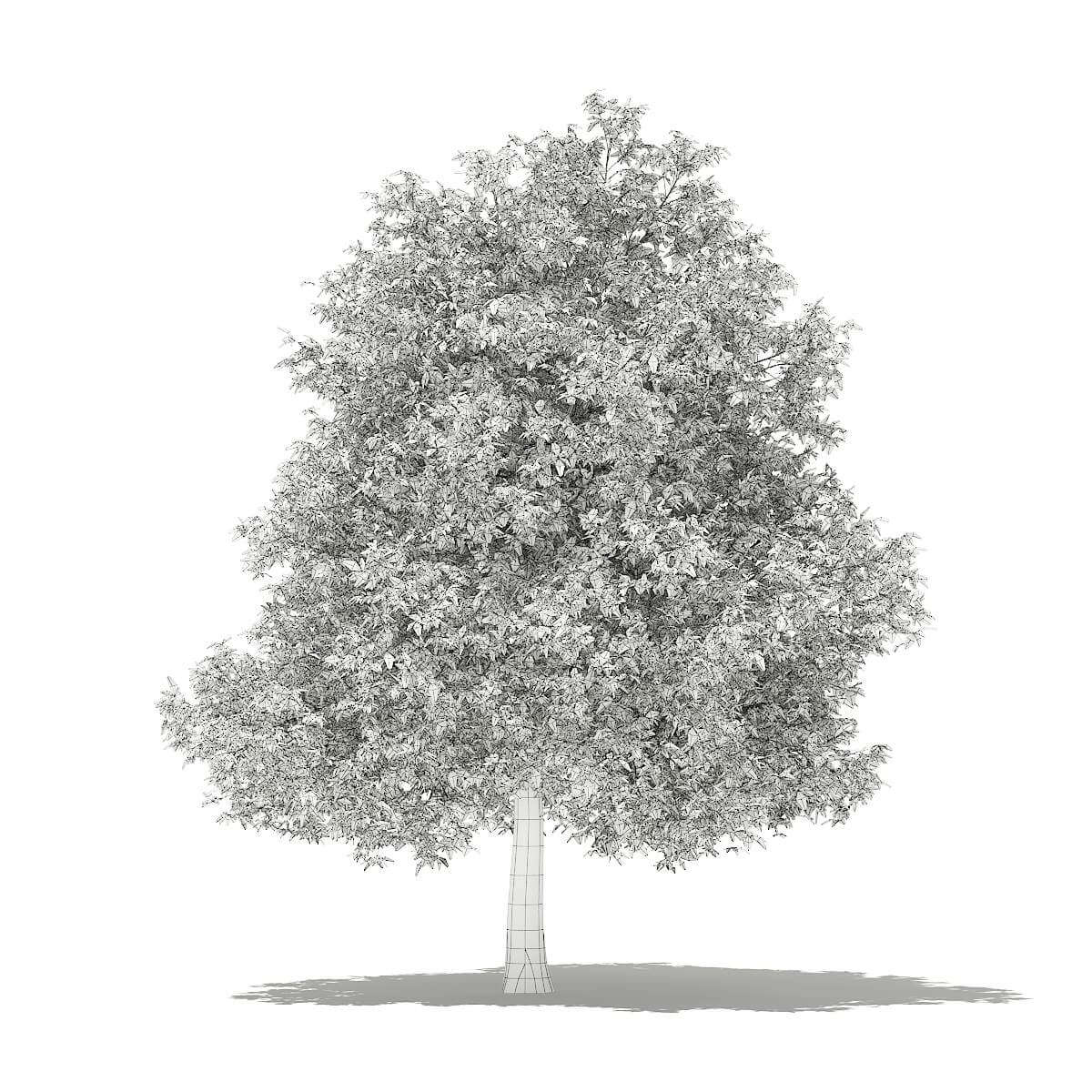 Avocado Tree 5.6m - 3D Model by cgaxis