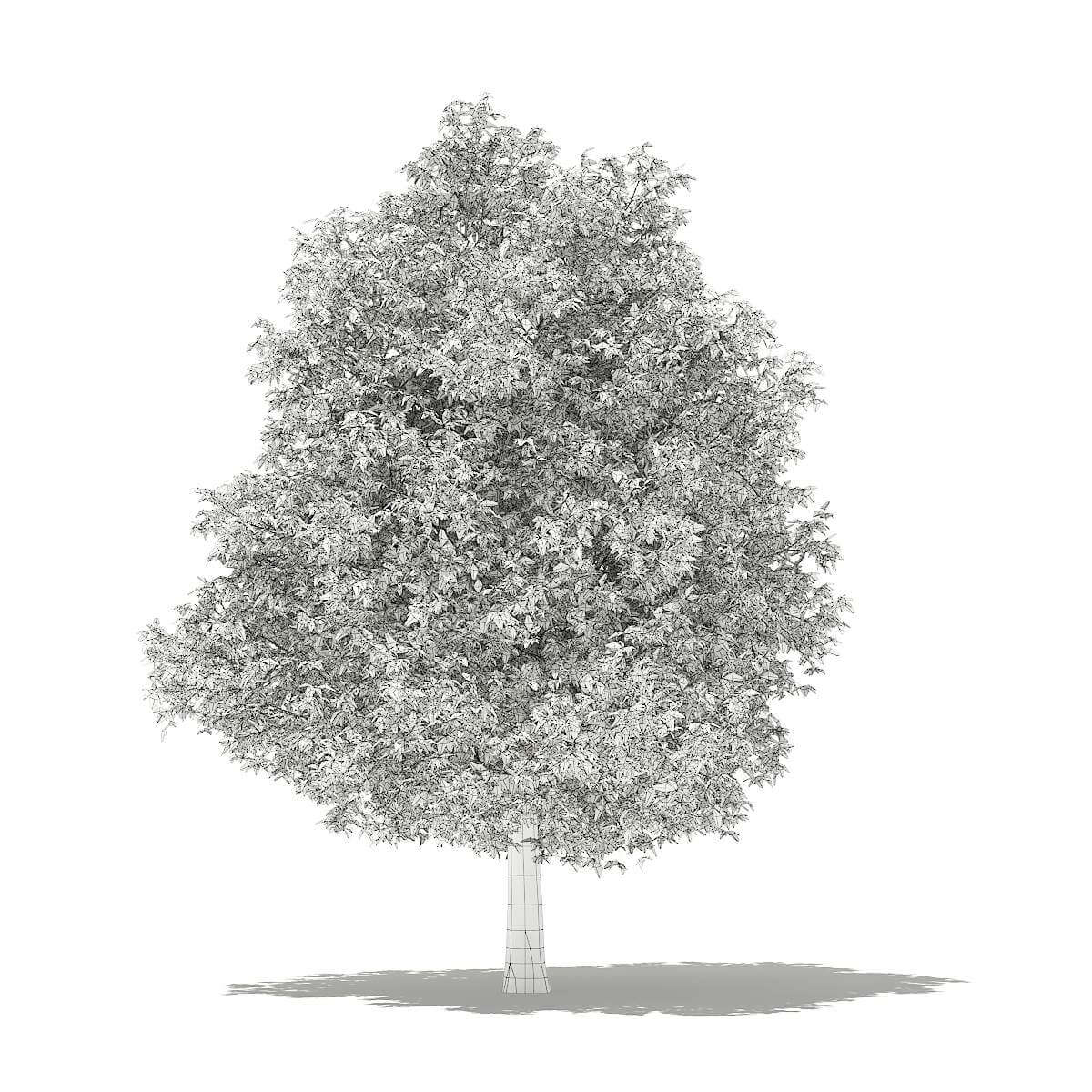 Avocado Tree 5.6m - 3D Model by cgaxis