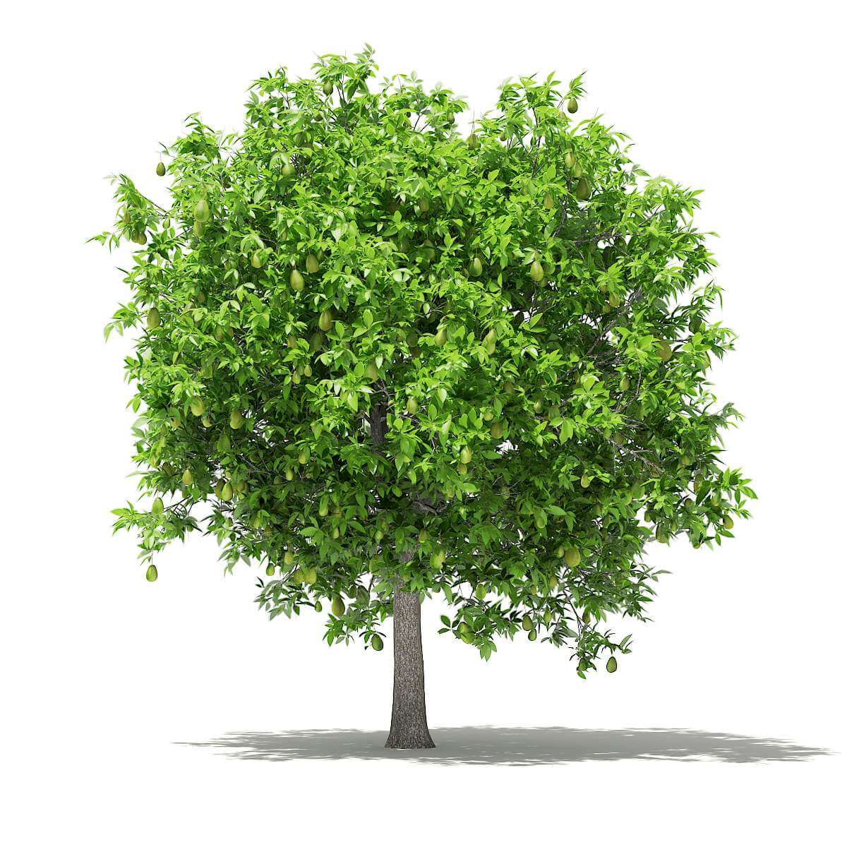 Avocado Tree with Fruits 3.8m - 3D Model by cgaxis