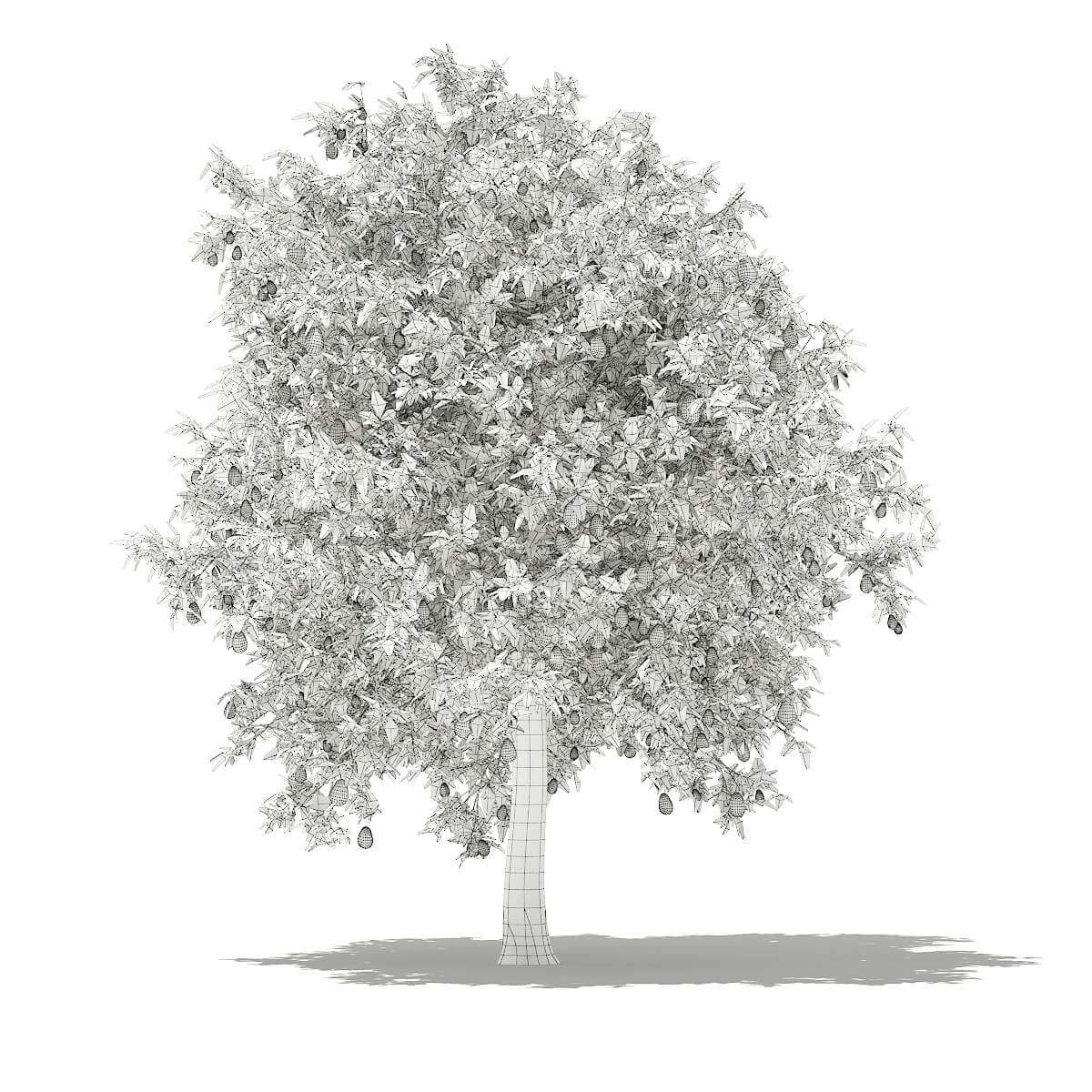 Avocado Tree with Fruits 3.8m - 3D Model by cgaxis