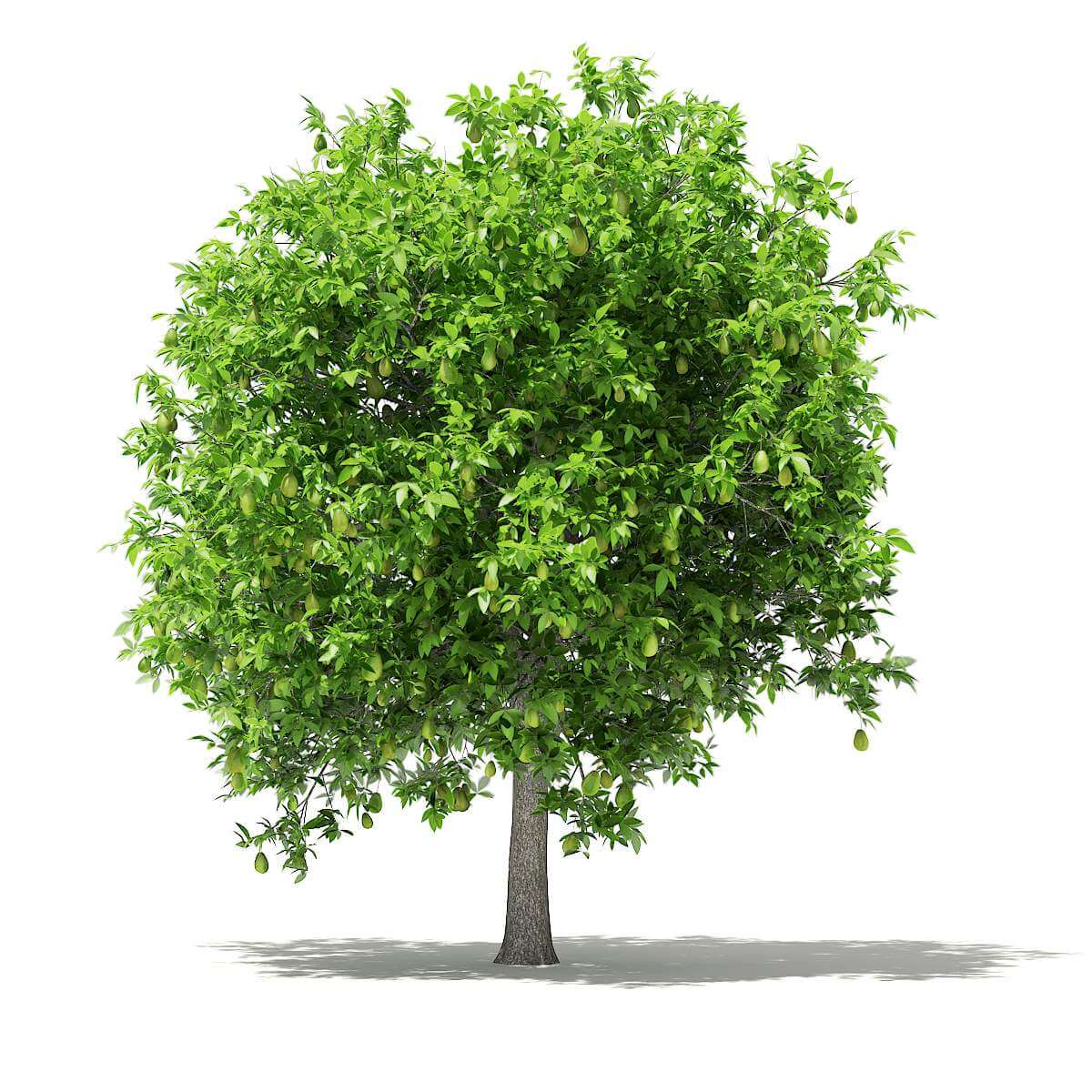 Avocado Tree with Fruits 3.8m - 3D Model by cgaxis
