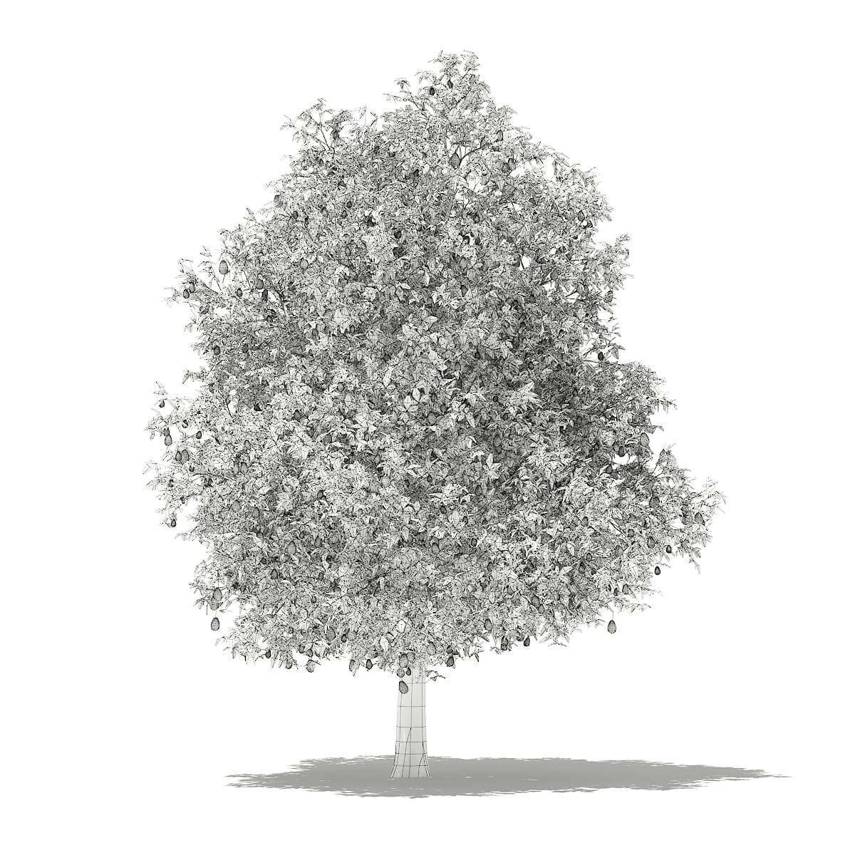 Avocado Tree with Fruits 5.6m - 3D Model by cgaxis