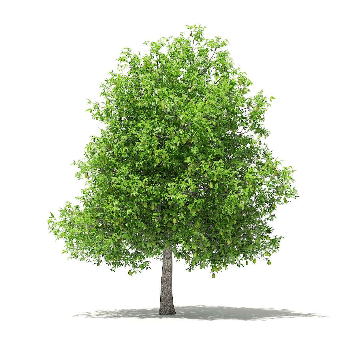 Avocado Tree with Fruits 5.6m - 3D Model by cgaxis