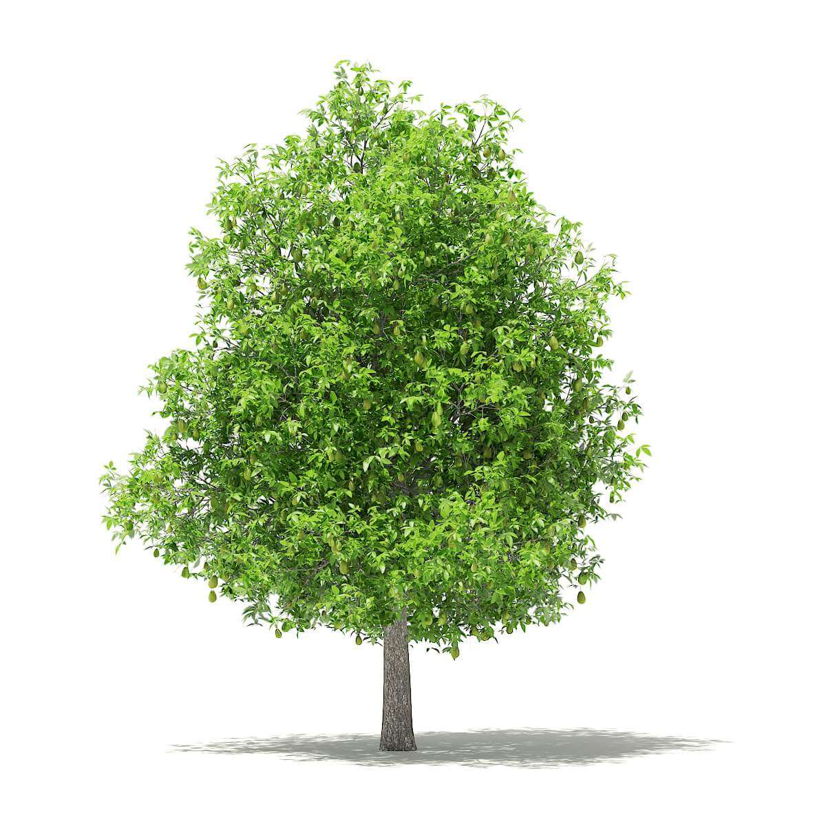 Avocado Tree with Fruits 5.6m - 3D Model by cgaxis