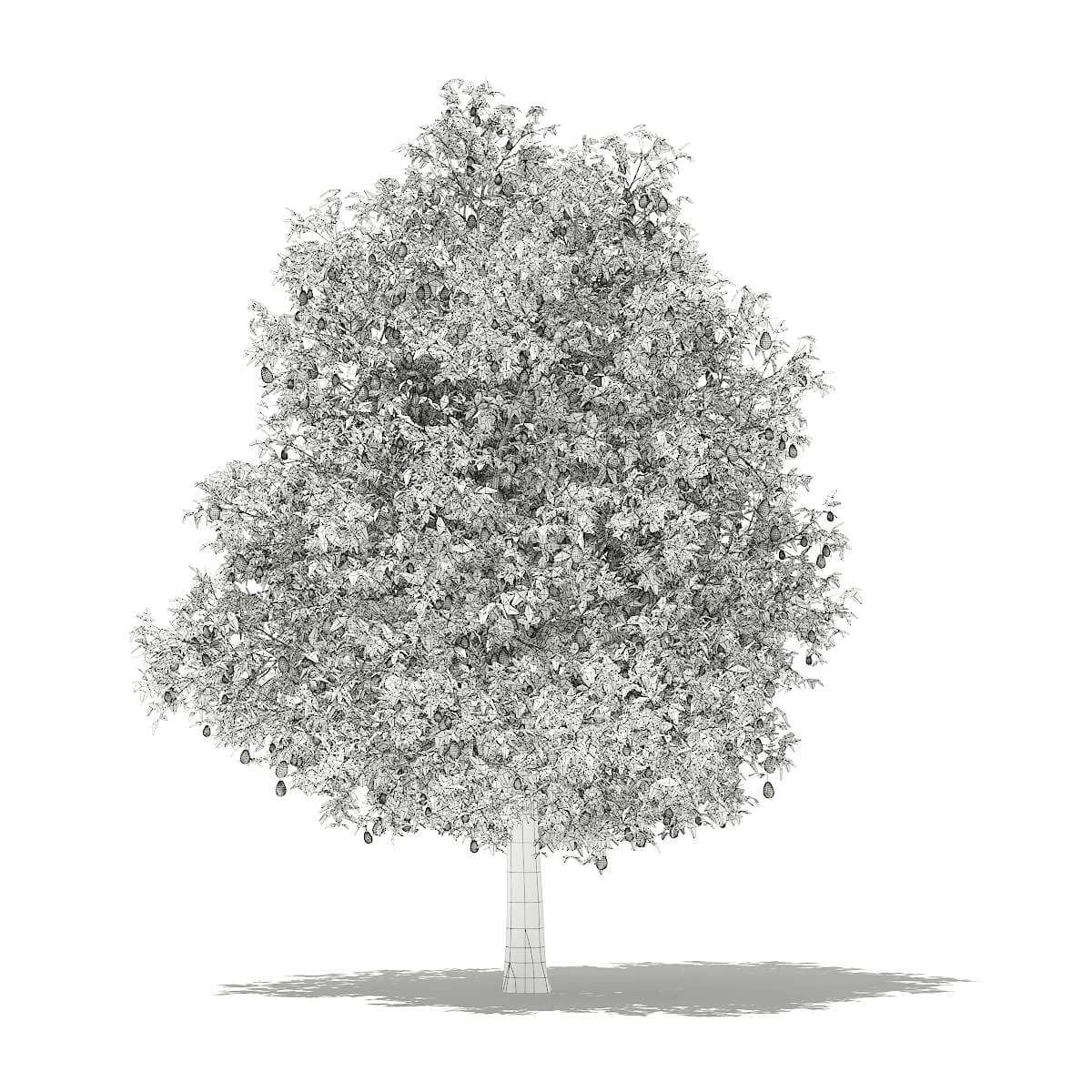 Avocado Tree with Fruits 5.6m - 3D Model by cgaxis