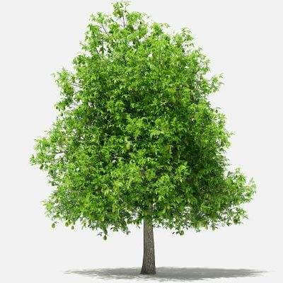 Avocado Tree with Fruits 5.6m - 3D Model by cgaxis