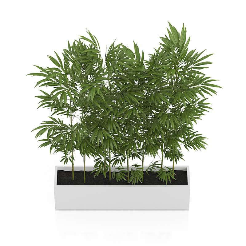 Bamboos in Large Rectangular Pot - 3D Model by cgaxis