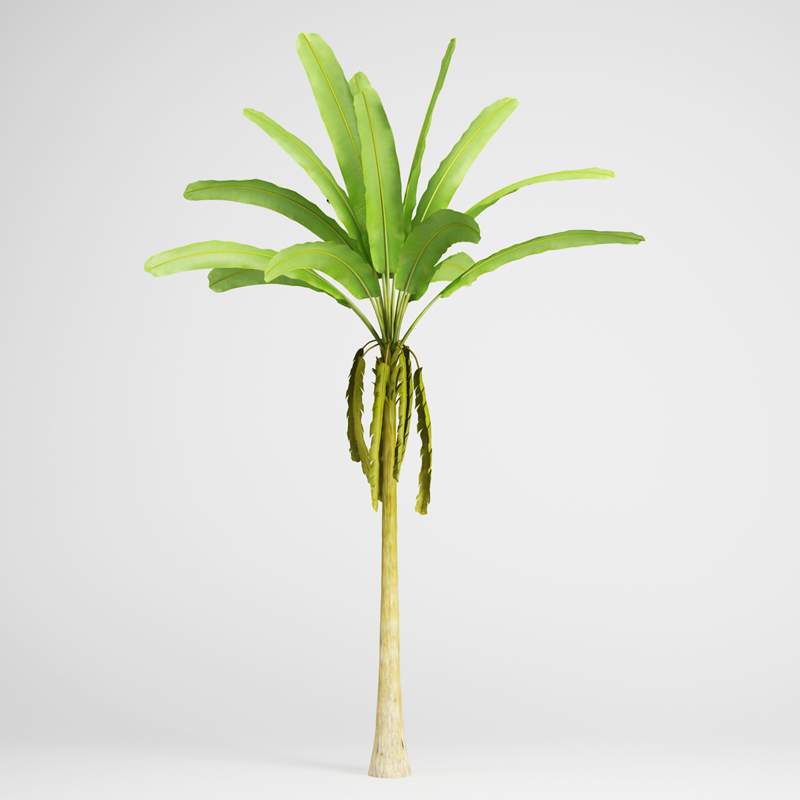Banana Tree - 3D Model by cgaxis