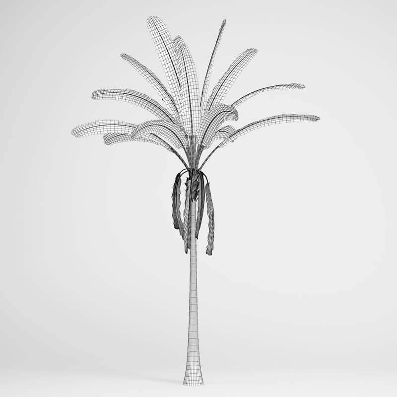 Banana Tree - 3D Model by cgaxis
