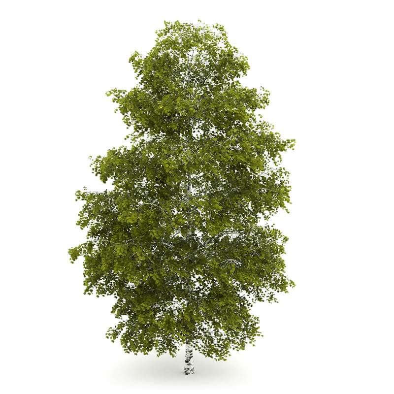 Birch-Tree 8m 3D Model by cgaxis