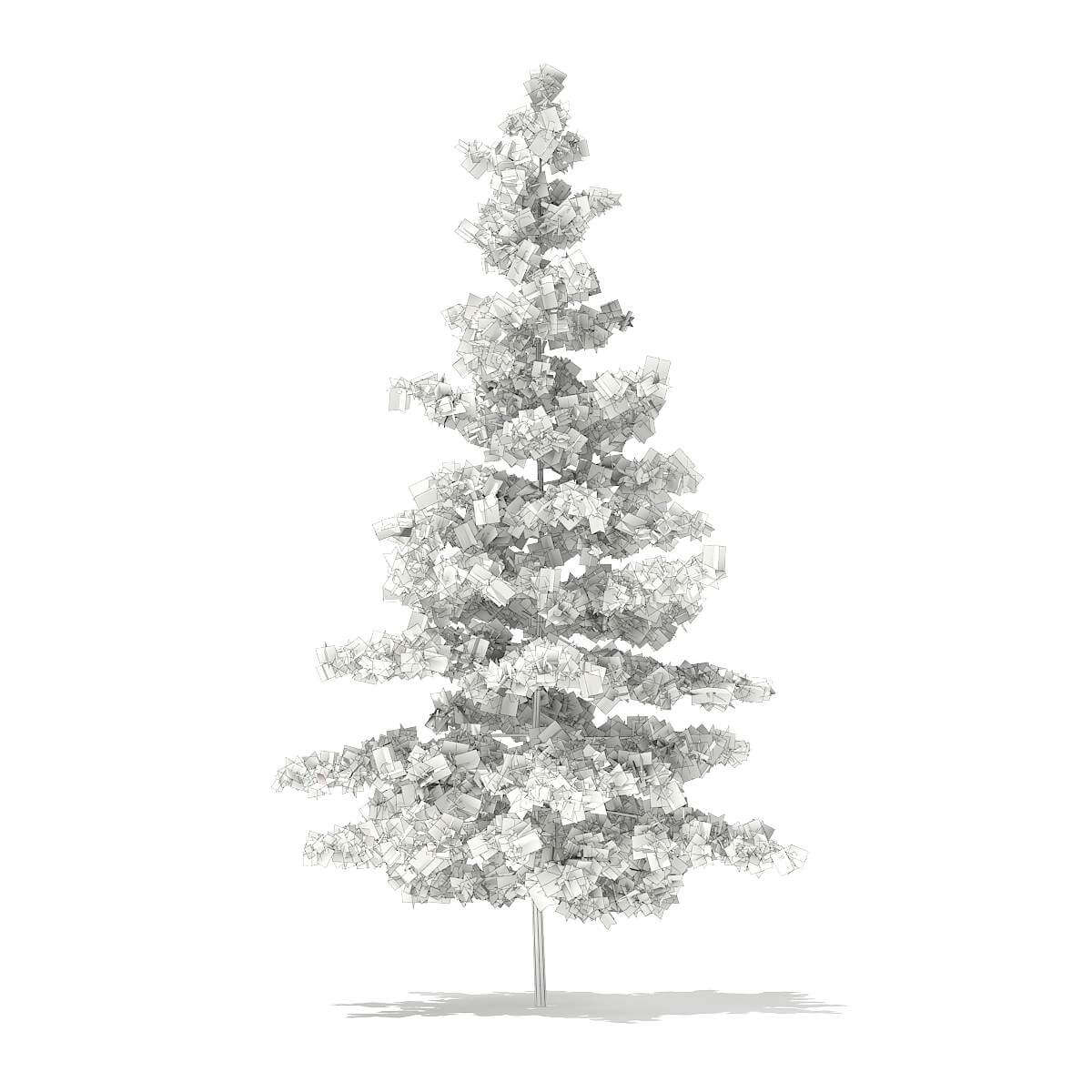 Blue Atlas Cedar (Cedrus atlantica) 1.6m - 3D Model by cgaxis