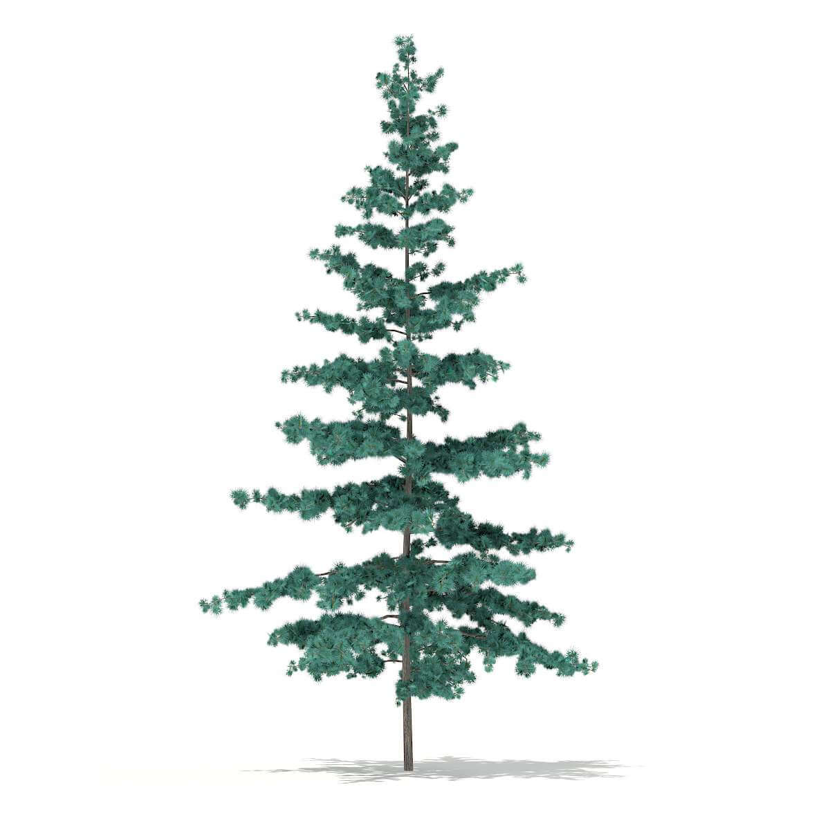Blue Atlas Cedar (Cedrus atlantica) 2.7m - 3D Model by cgaxis