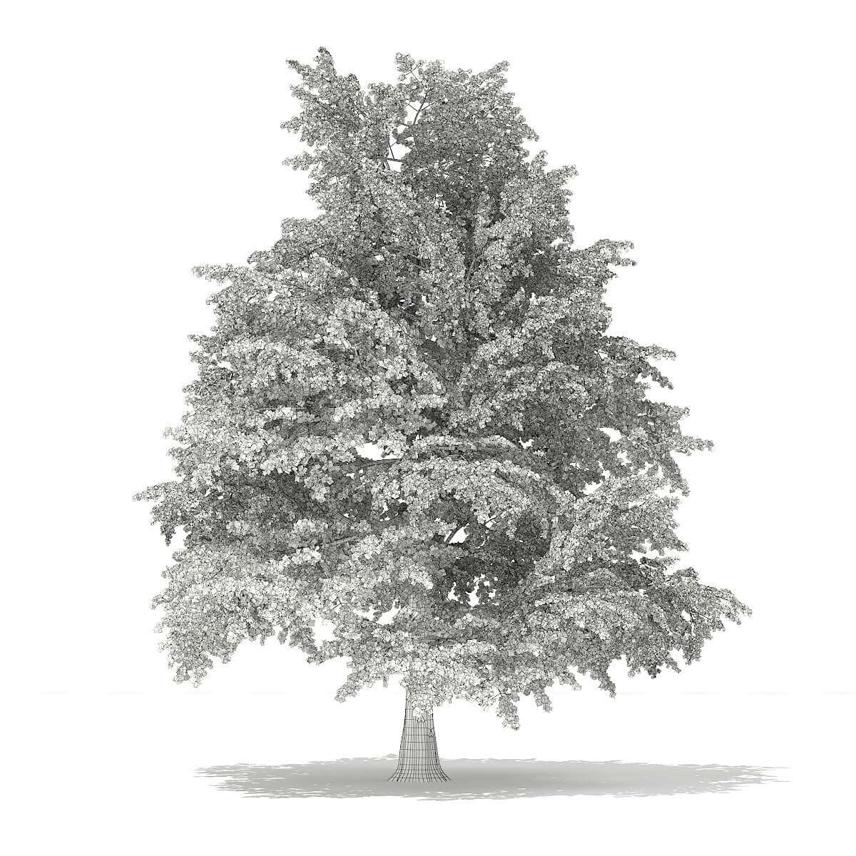 Blue Atlas Cedar (Cedrus atlantica) 9.6m - 3D Model by cgaxis