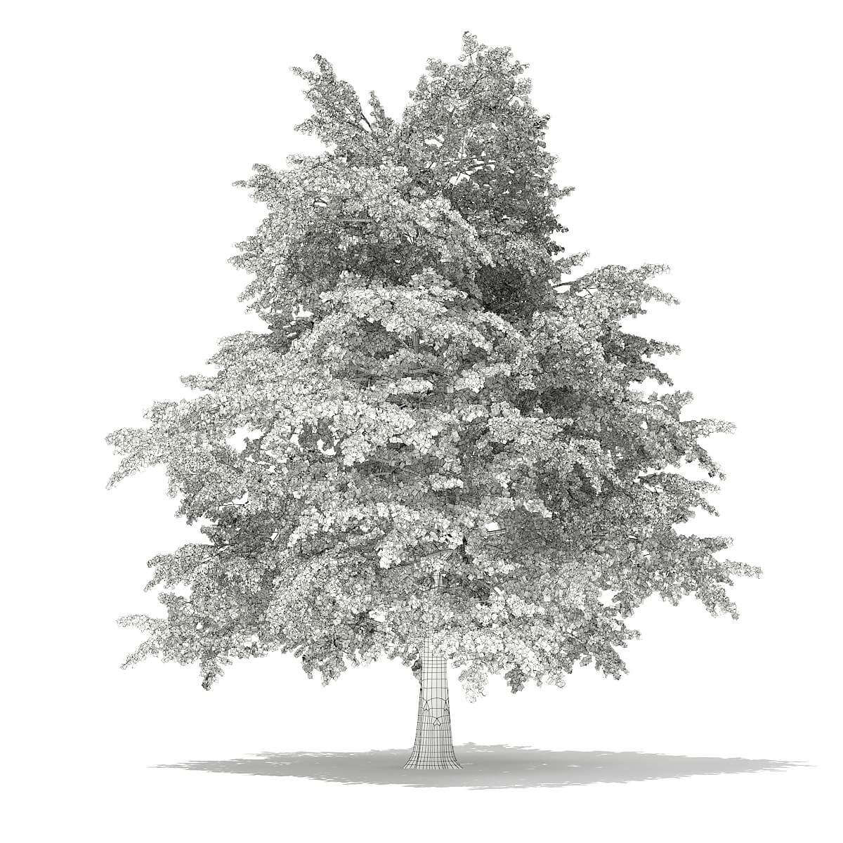Blue Atlas Cedar (Cedrus atlantica) 9.6m - 3D Model by cgaxis