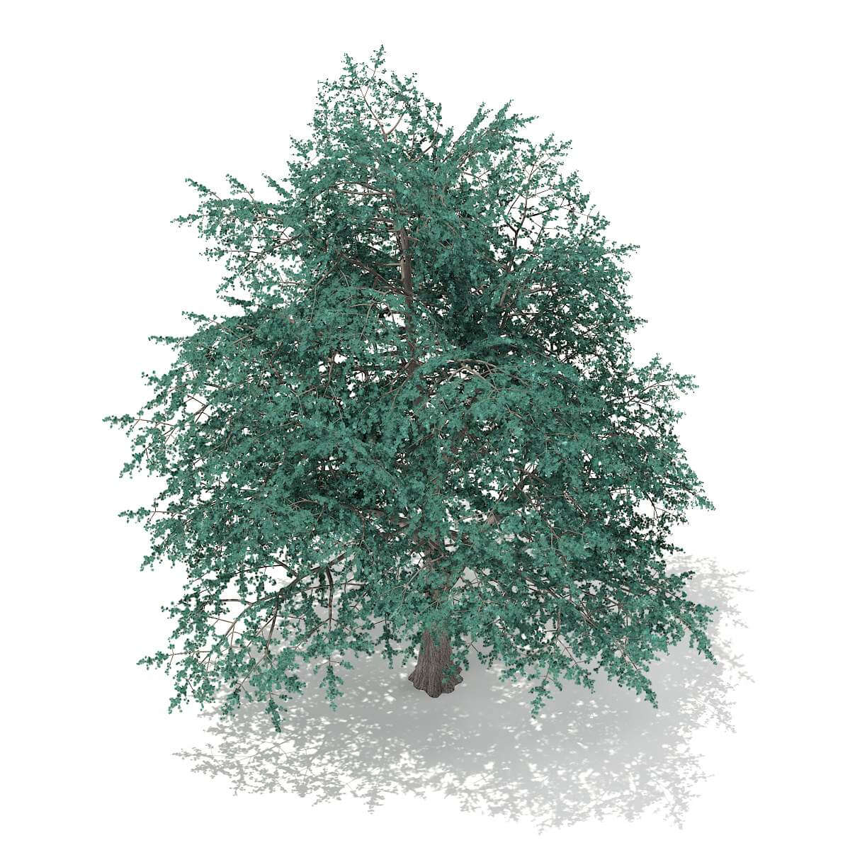 Blue Atlas Cedar (Cedrus atlantica) 9.6m - 3D Model by cgaxis