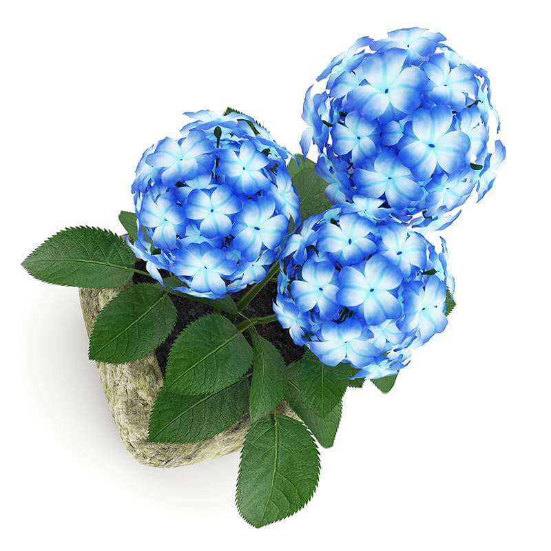 Blue Flower in Stone Pot - 3D Model by cgaxis