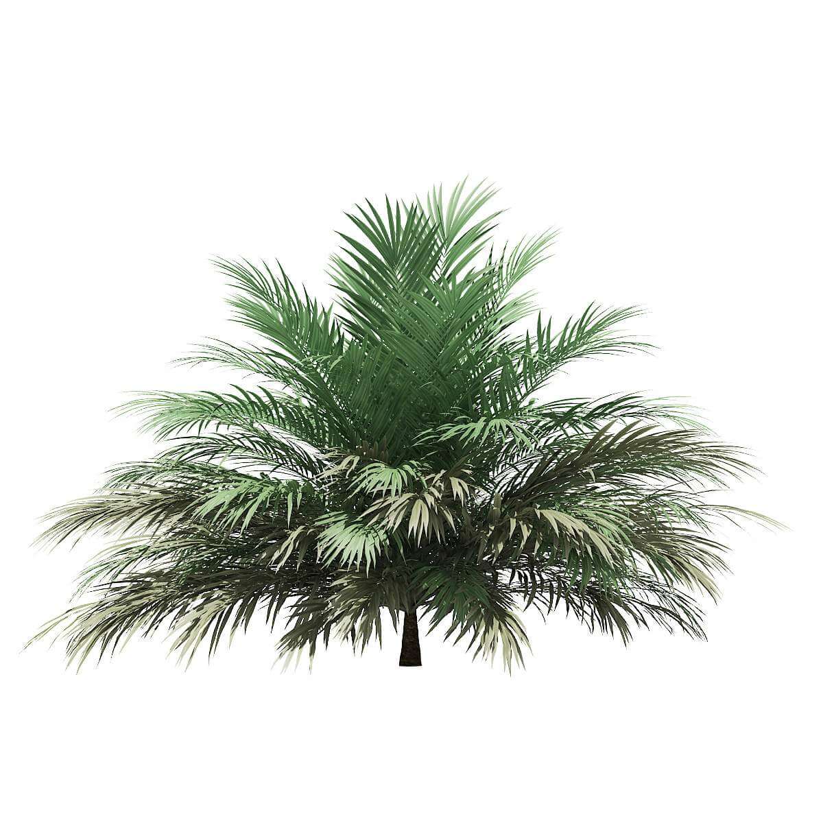 Butia Palm Tree 2m - 3D Model by cgaxis