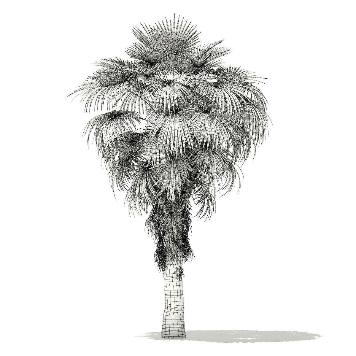 California Palm Tree 5.9m - 3D Model by cgaxis