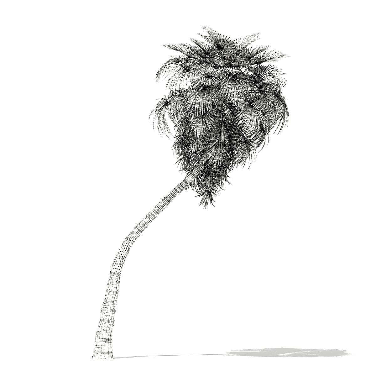 California Palm Tree 9.8m - 3D Model by cgaxis