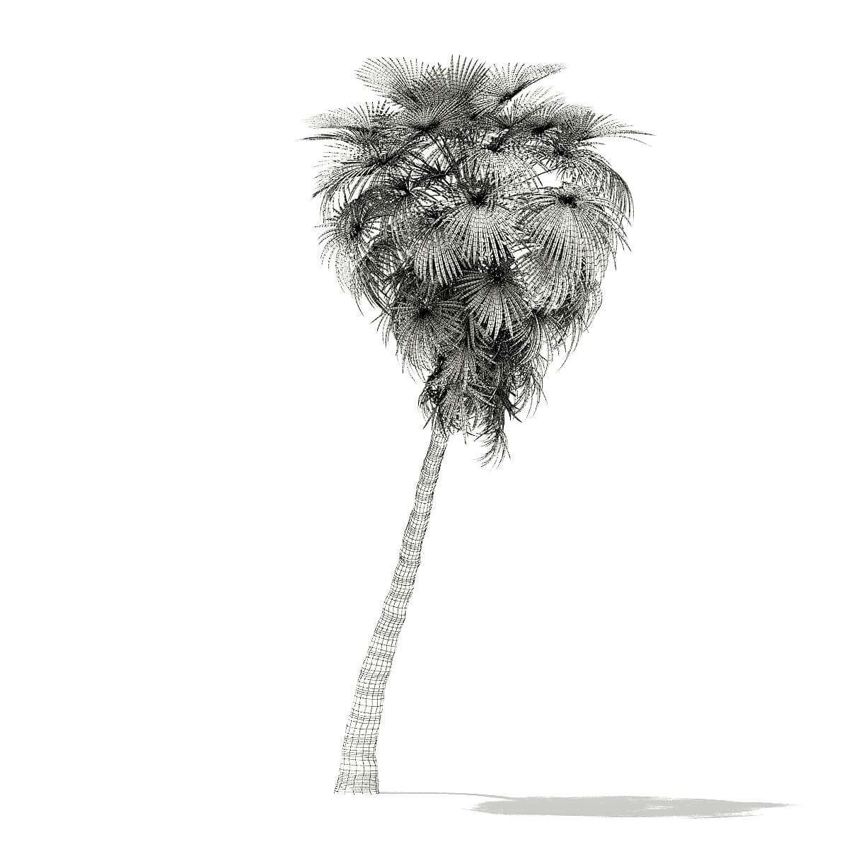 California Palm Tree 9.8m - 3D Model by cgaxis