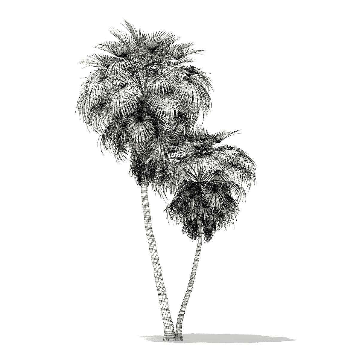 California Palm Tree 9.9m - 3D Model by cgaxis