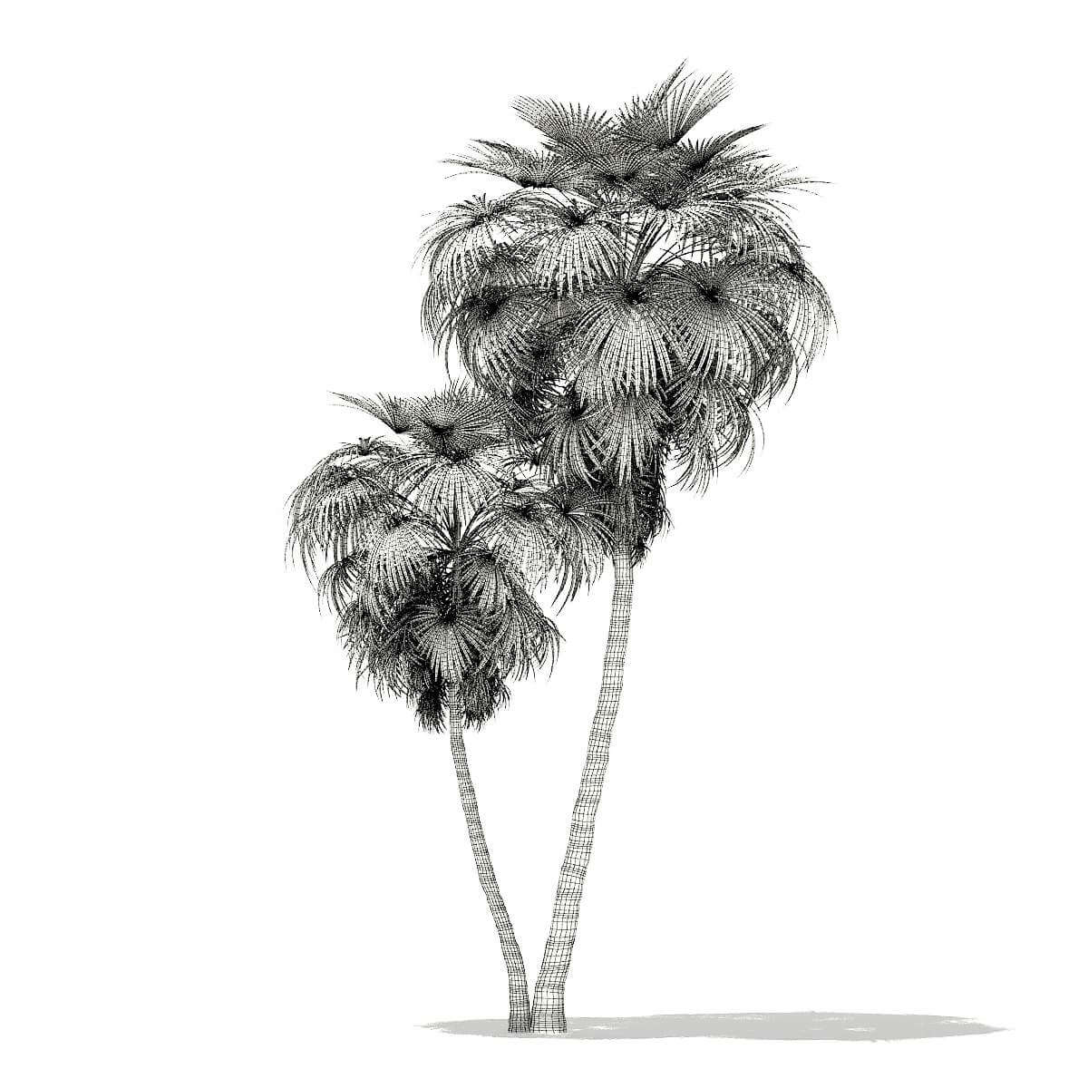California Palm Tree 9.9m - 3D Model by cgaxis