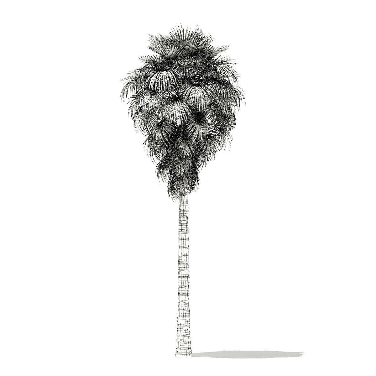 California Palm Tree 9m - 3D Model by cgaxis