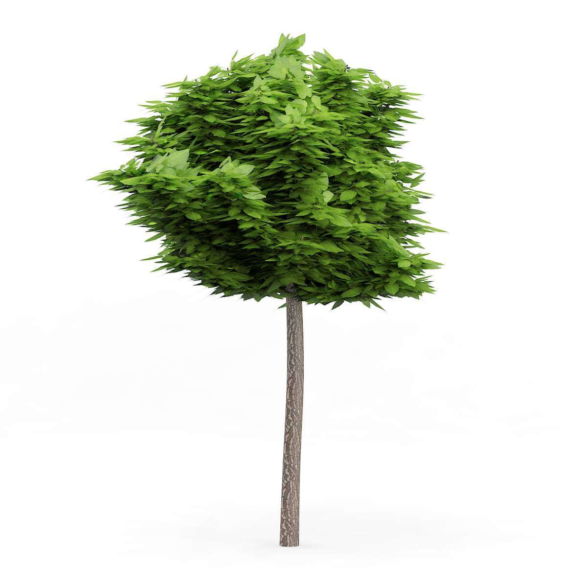 Catalpa (Catalpa Scop.) 4.1m - 3D Model by cgaxis