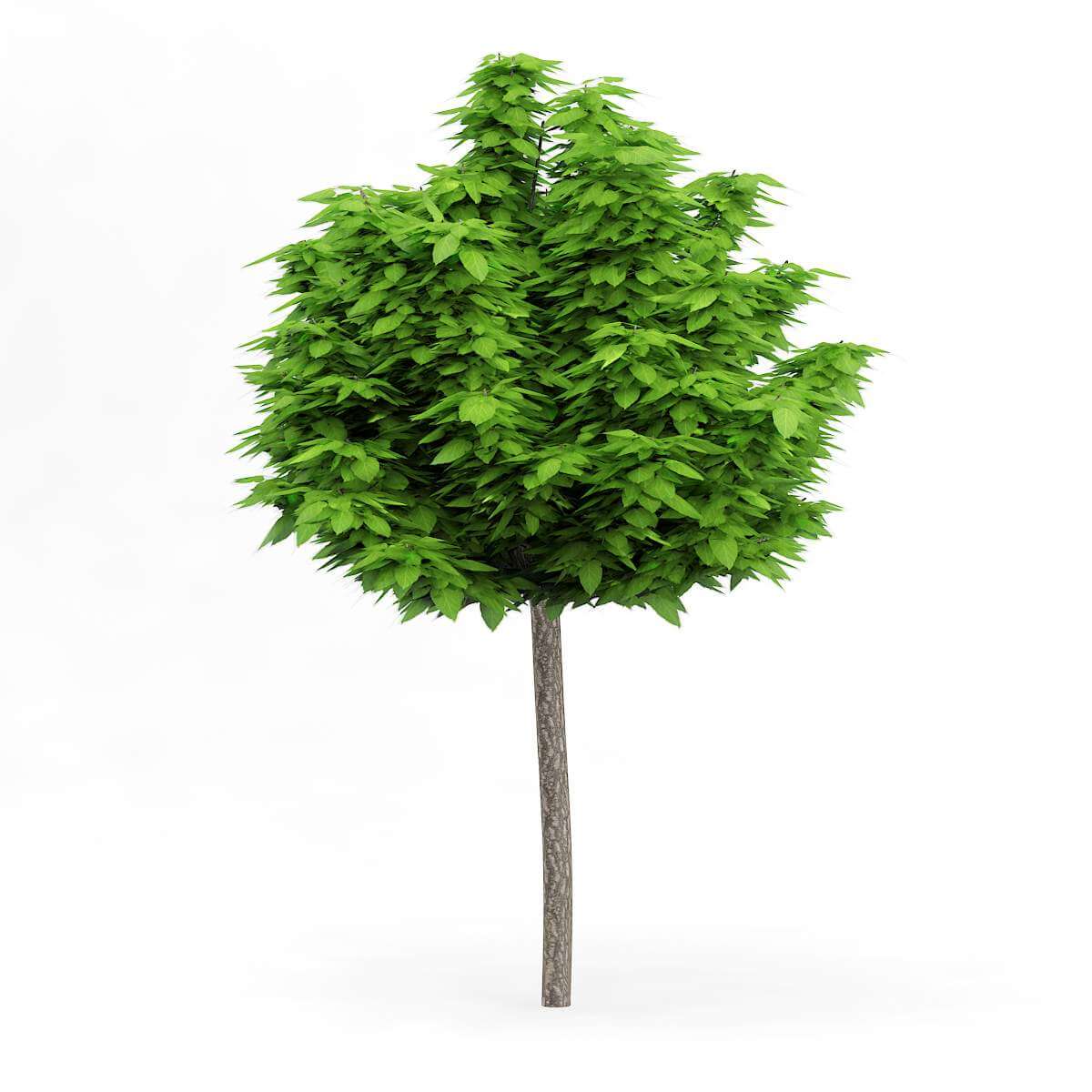 Catalpa (Catalpa Scop.) 4m - 3D Model by cgaxis