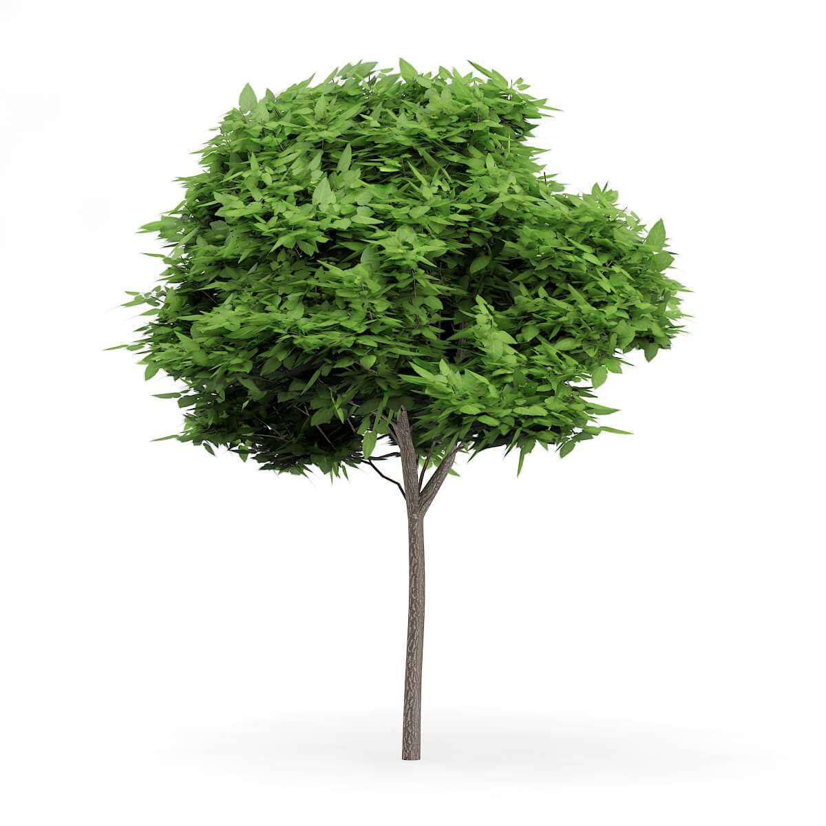 Catalpa (Catalpa Scop.) 5.9m - 3D Model by cgaxis