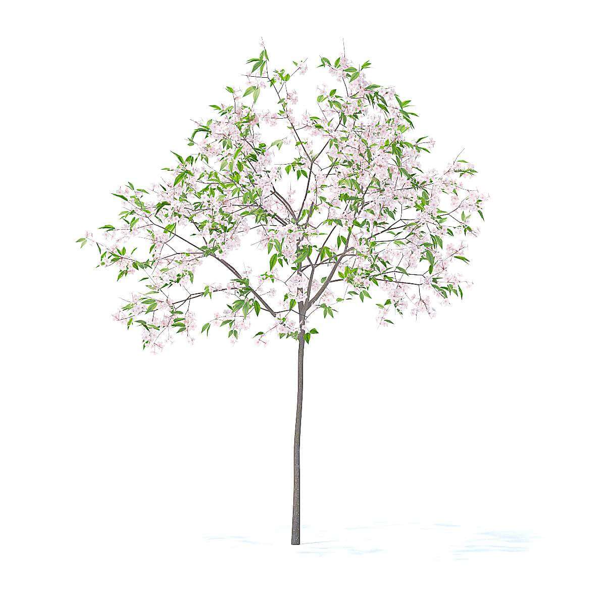 Cherry Tree with Flowers 2.5m - 3D Model by cgaxis