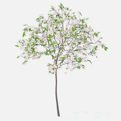 Cherry Tree with Flowers 2.5m - 3D Model by cgaxis