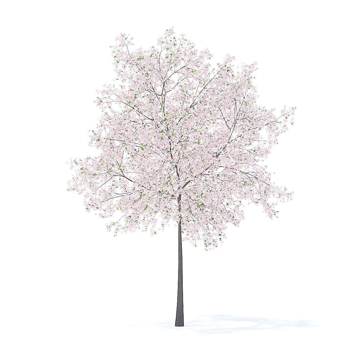 Cherry Tree with Flowers 5.7m - 3D Model by cgaxis