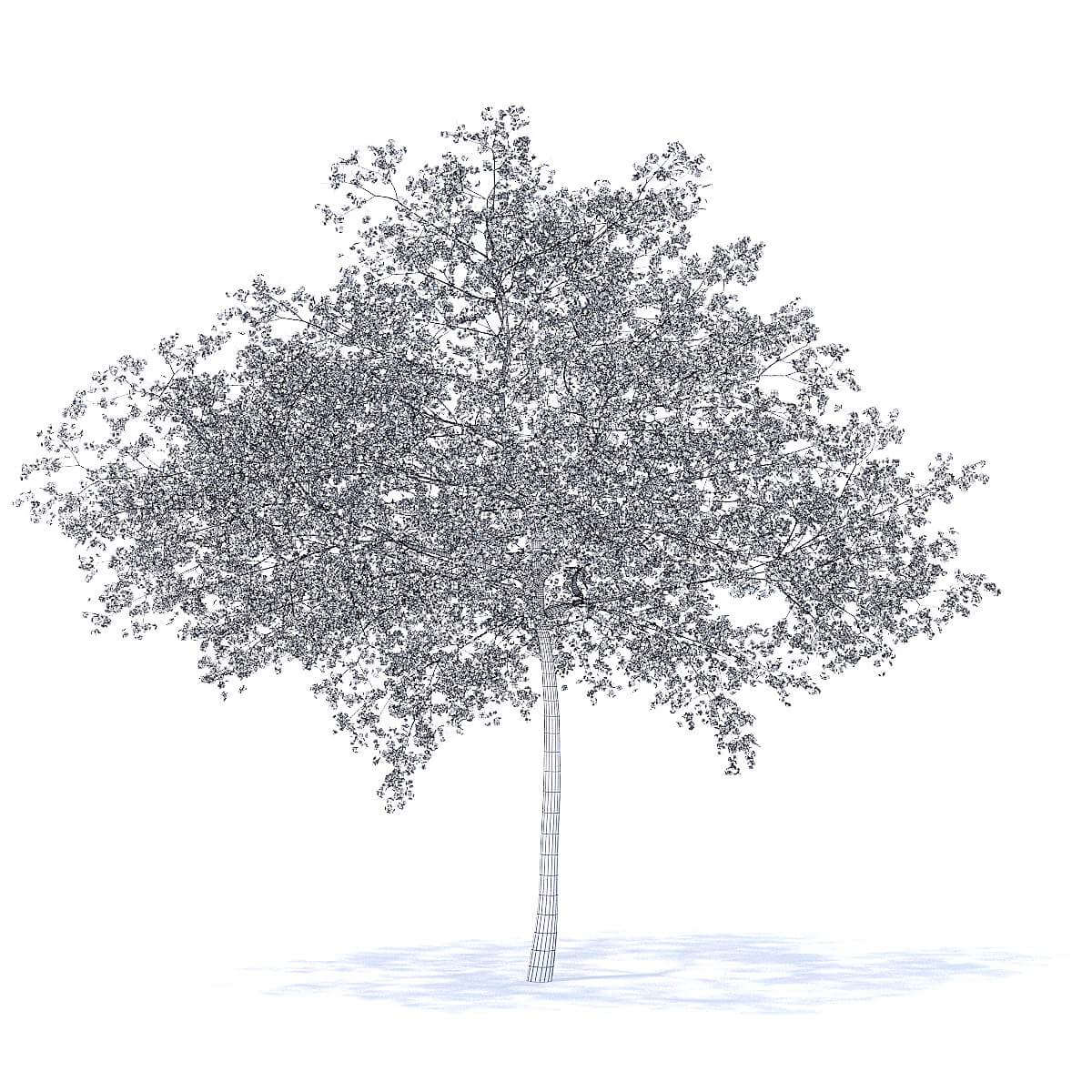 Cherry Tree with Flowers 6.5m - 3D Model by cgaxis