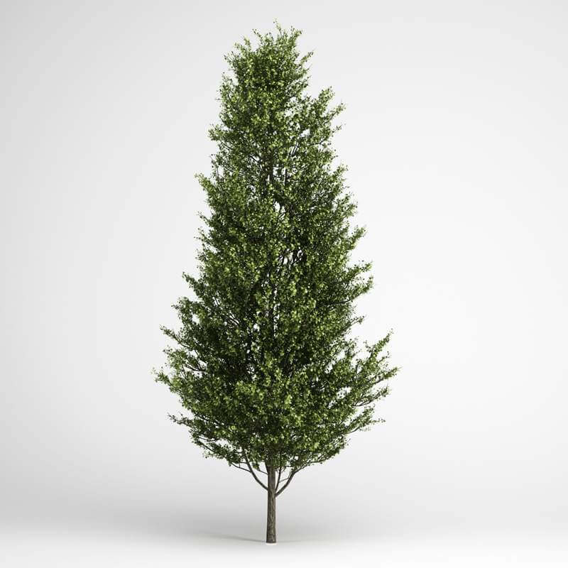 Common Aspen 13 - 3D Model by cgaxis