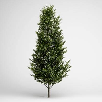 Common Aspen 13 - 3D Model by cgaxis