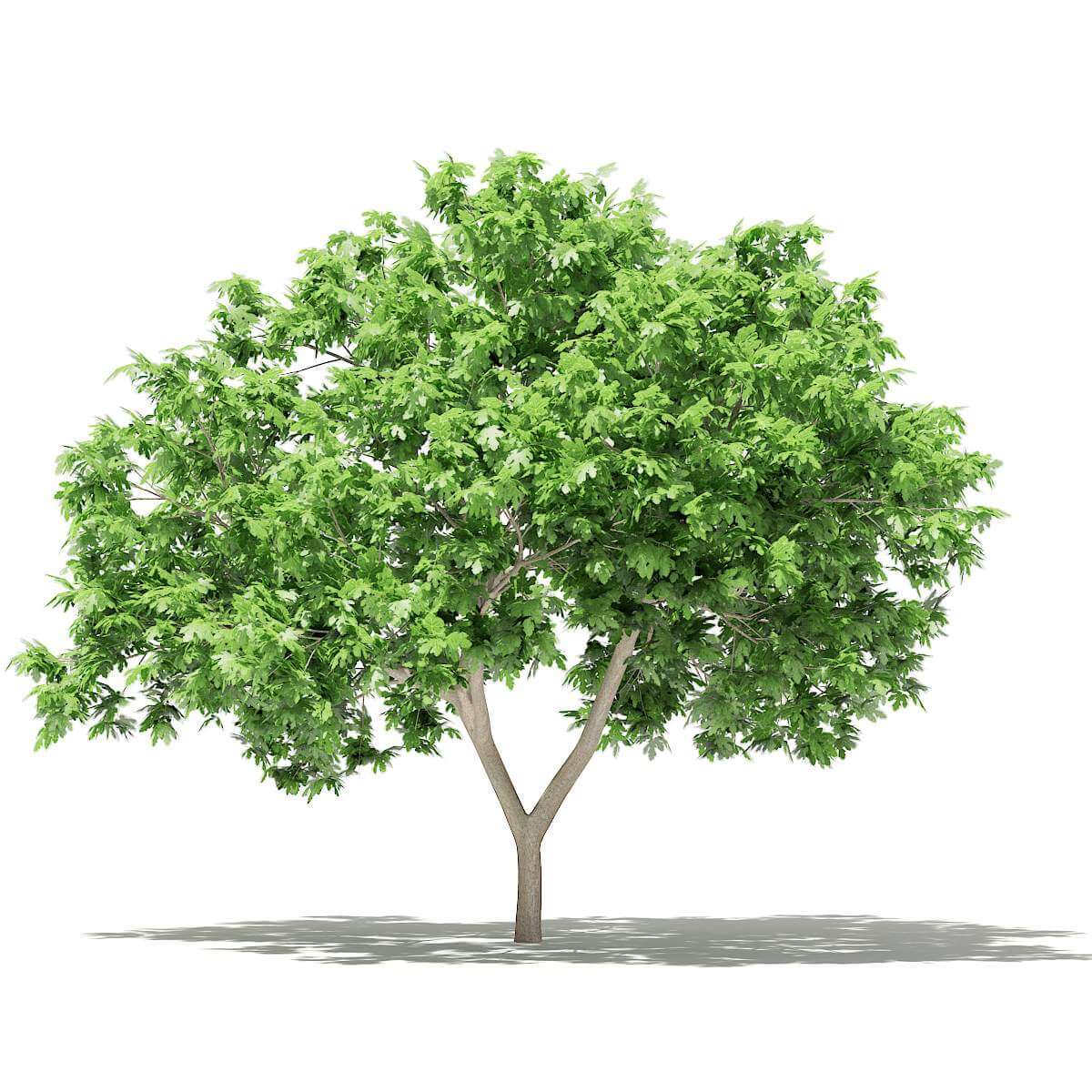 Common Fig Tree 2.4m - 3D Model by cgaxis