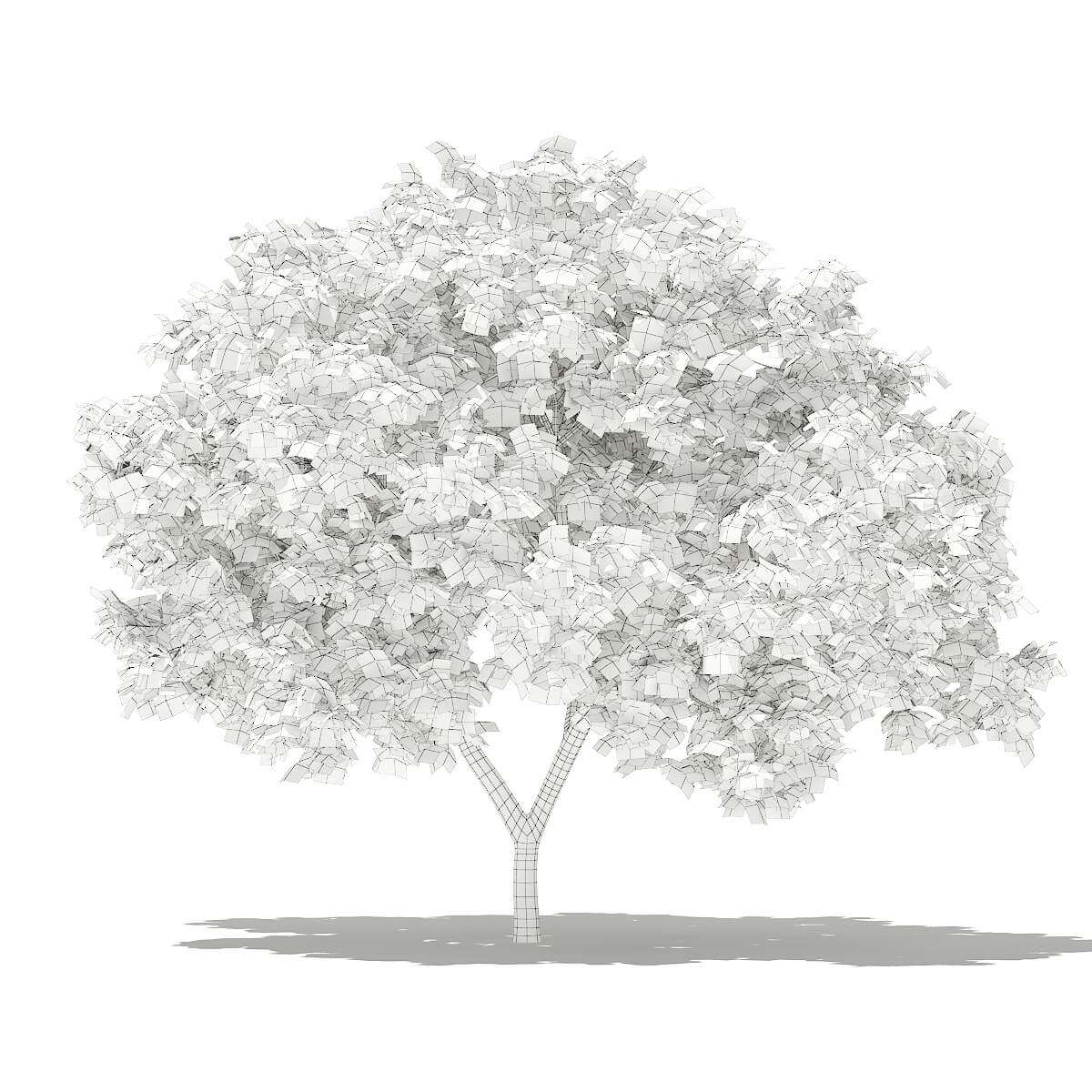 Common Fig Tree 2.4m - 3D Model by cgaxis