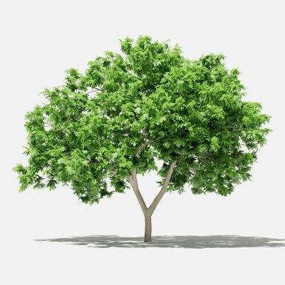 Common Fig Tree 2.4m - 3D Model by cgaxis