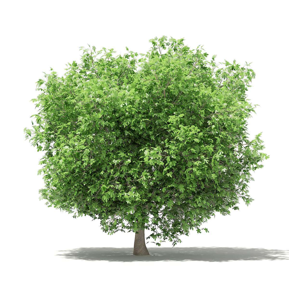 Common Fig Tree 3.3m - 3D Model by cgaxis