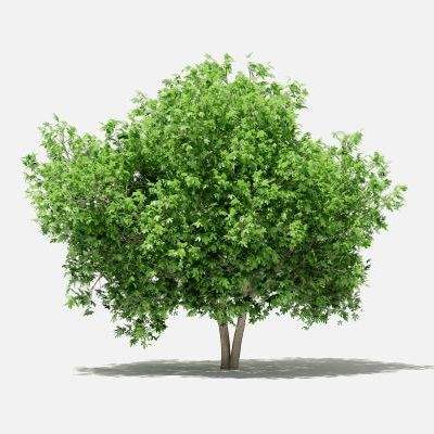 Common Fig Tree 3.4m - 3D Model by cgaxis