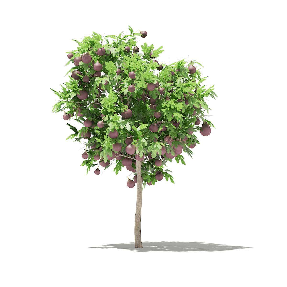 Common Fig Tree with Fruits 1.4m - 3D Model by cgaxis