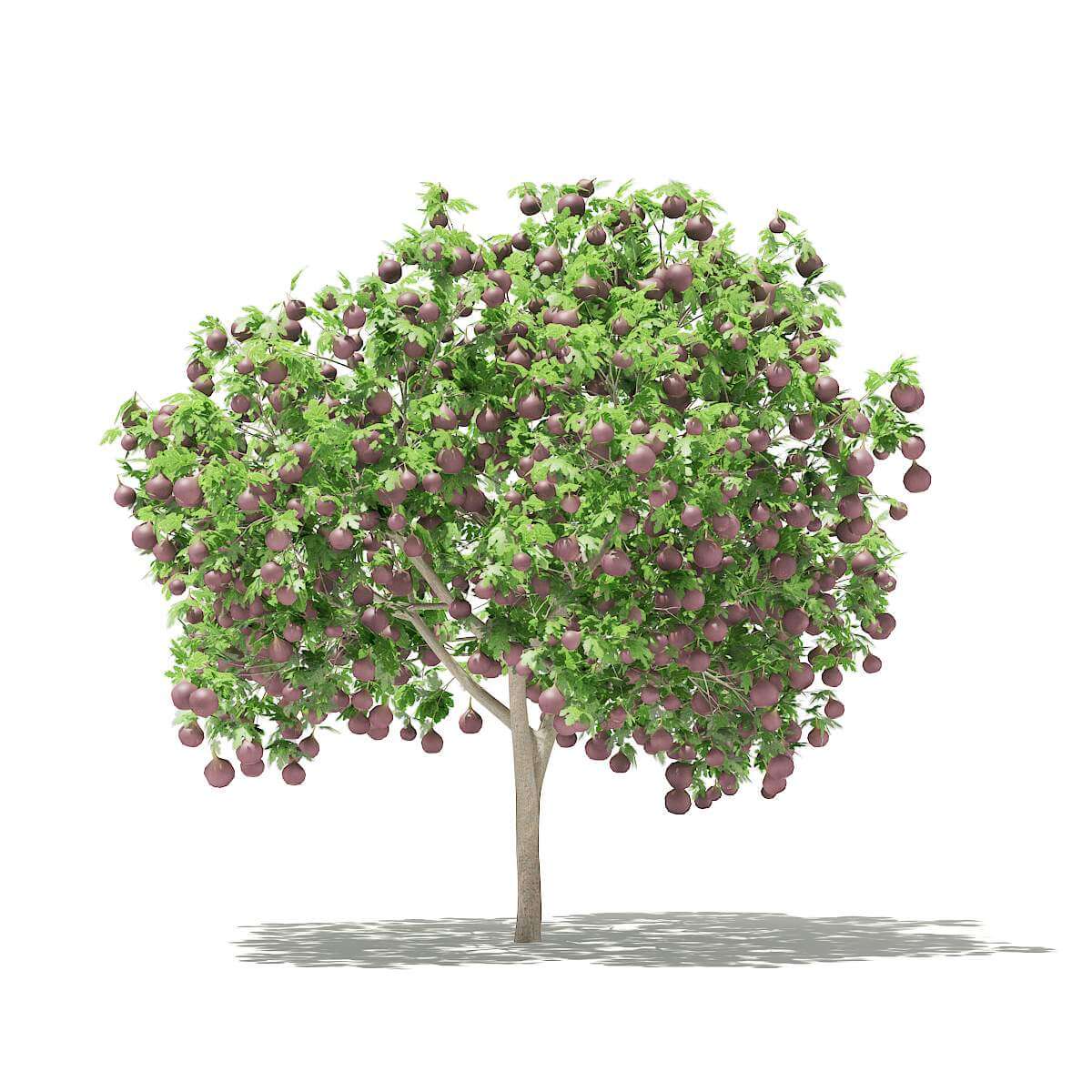 Common Fig Tree with Fruits 2.4m - 3D Model by cgaxis