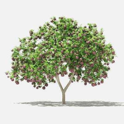 Common Fig Tree with Fruits 2.4m - 3D Model by cgaxis