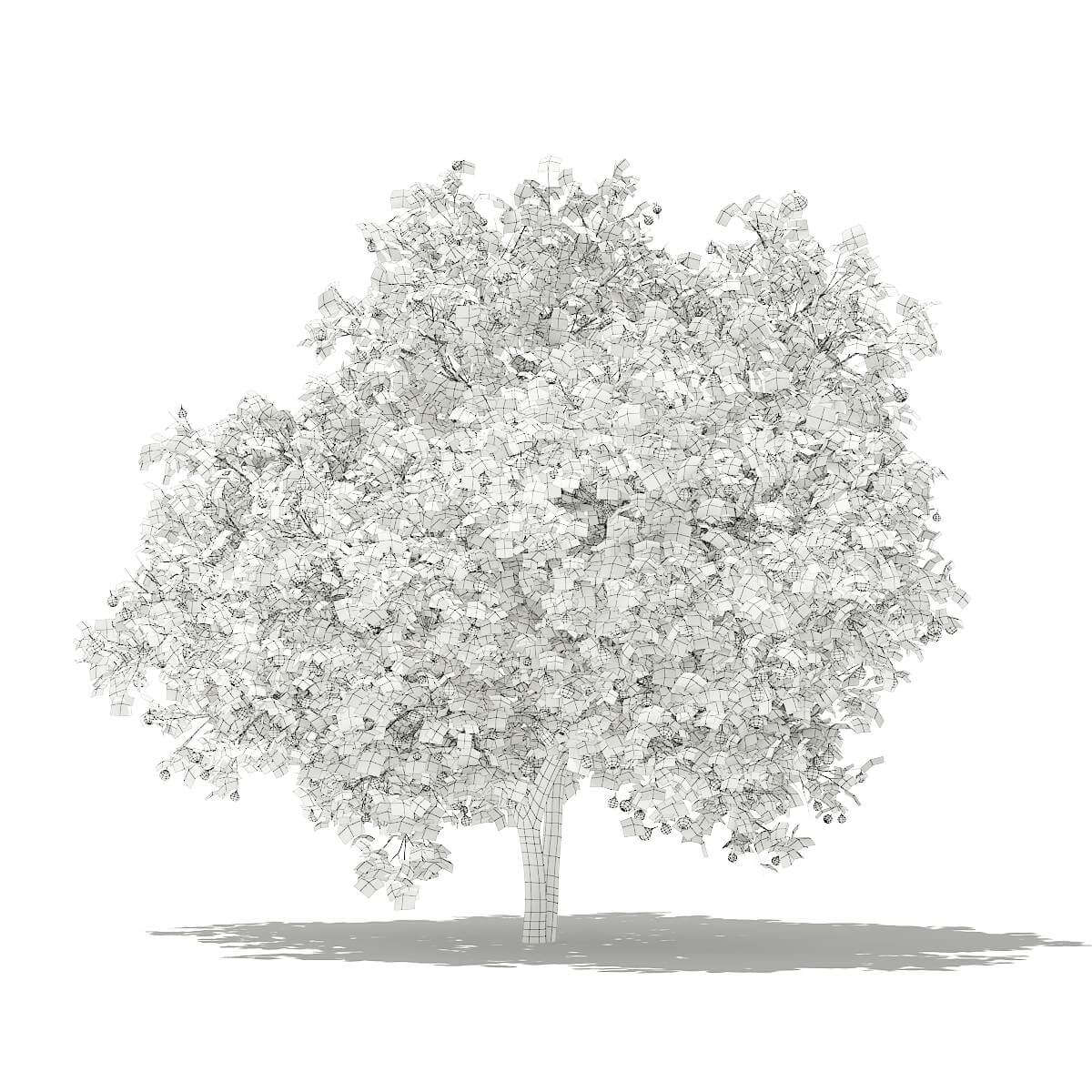 Common Fig Tree with Fruits 3.4m - 3D Model by cgaxis