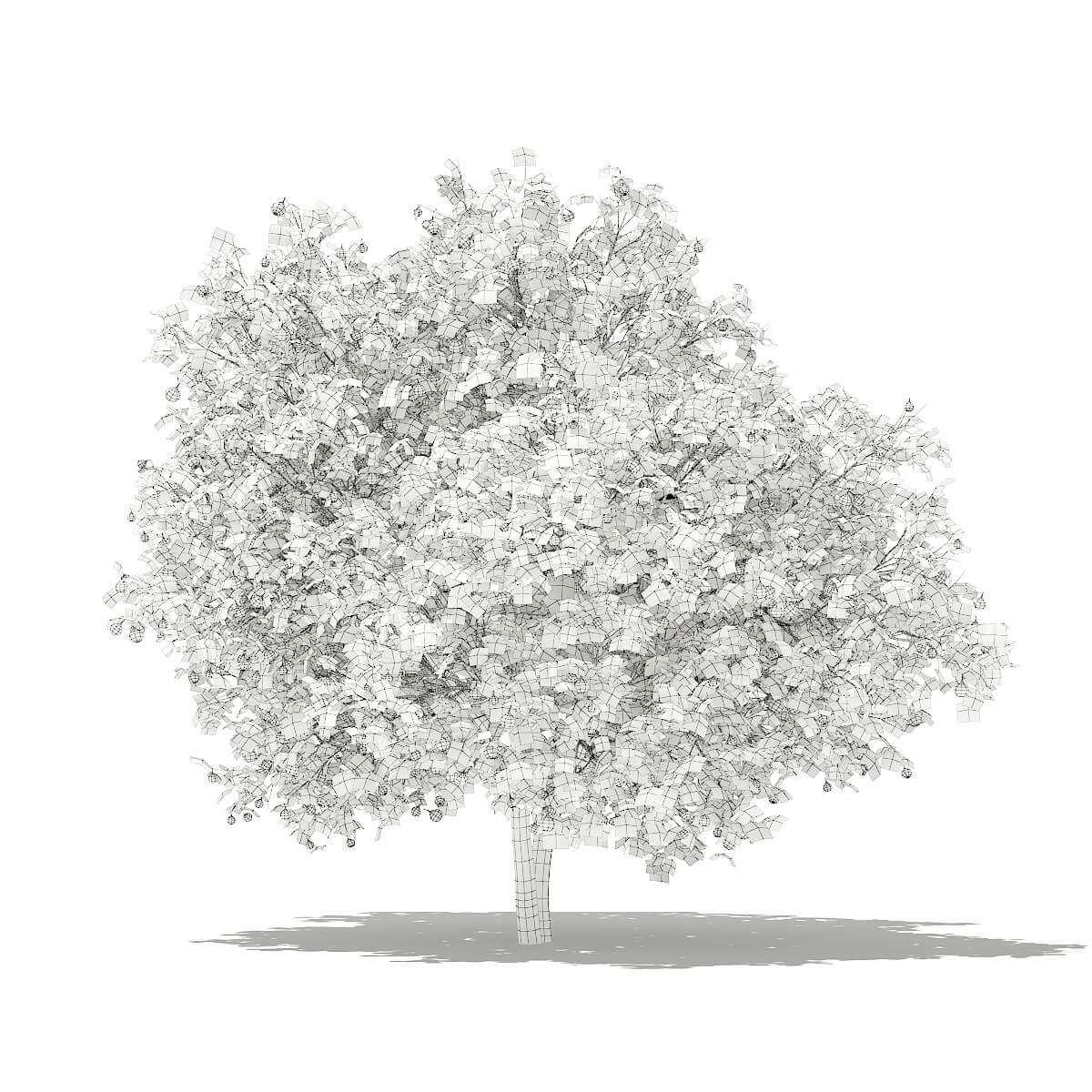 Common Fig Tree with Fruits 3.4m - 3D Model by cgaxis